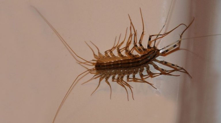 Finding Centipedes In The Bathroom? Here’s Why - Home Inspection Insider