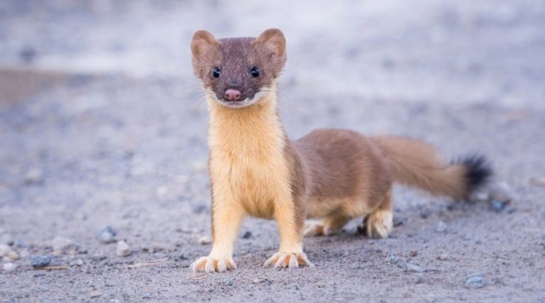 10 Baits To Use To Catch A Weasel - Home Inspection Insider